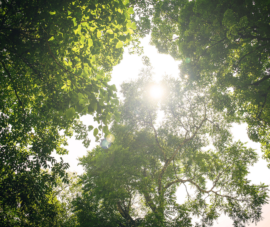 Dr. Walrod Memorial Tree Fund